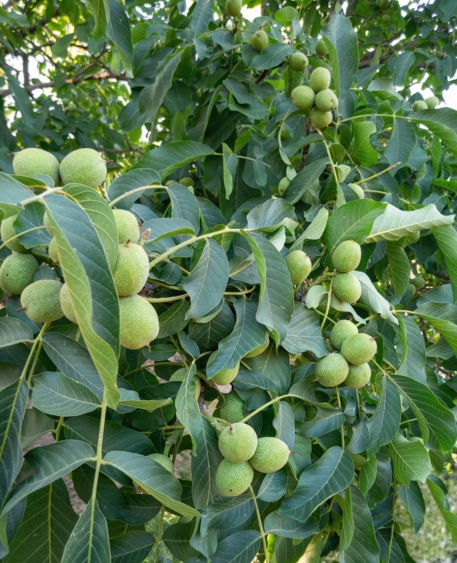 Walnut Tree Varieties | Waltree Nursery Europe